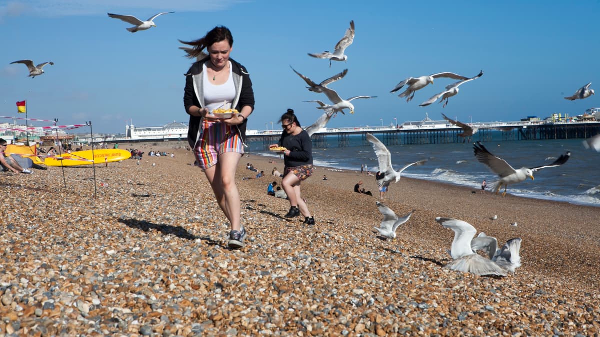 Beachgoers warned to be on guard for gull attacks | cambrian-news.co.uk